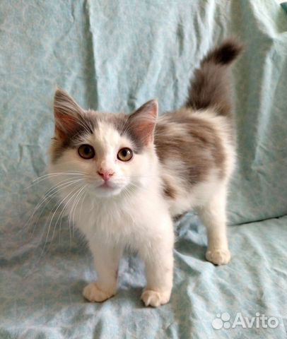 Шикарный пушистый мальчик ищет дом