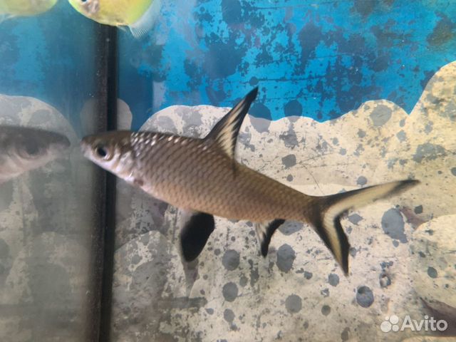 Акулий Бала