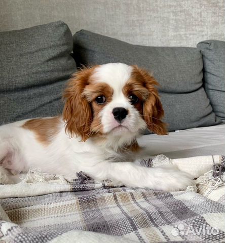 Мальчик кавалер кинг чарльз спаниель