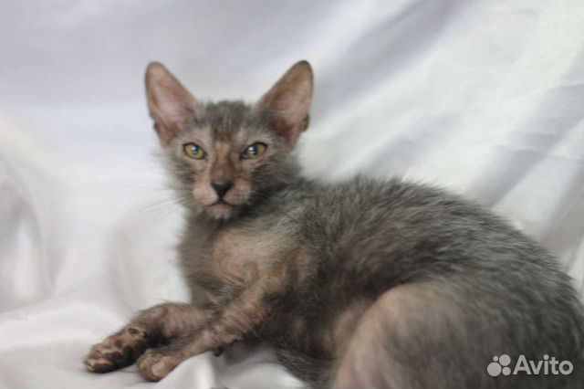 Ликой мальчик 5 мес