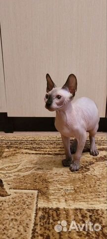 Канадский сфинкс