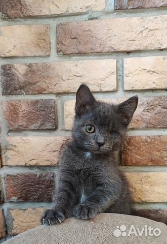 Голубая ласковая девочка 2 месяца