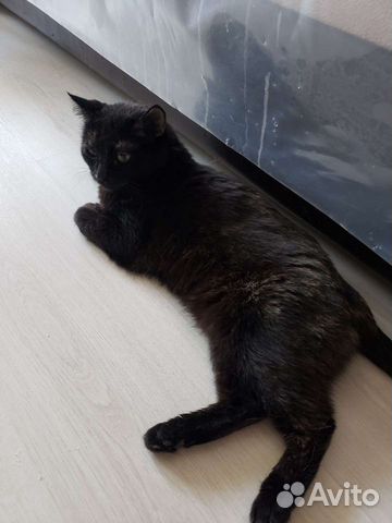 Кошечка Мурка в добрые руки