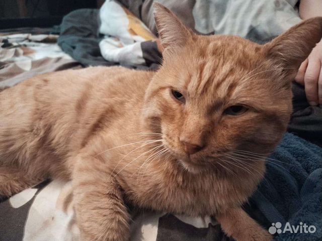 Нашелся кот