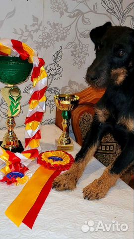 Щенки ягдтерьера