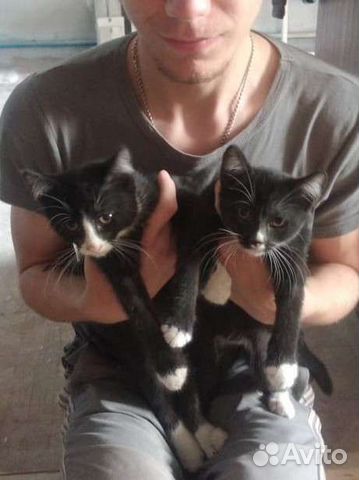 Котят выбросили как мусор