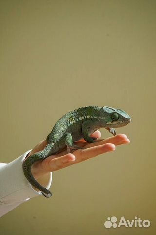 Хамелеон Пантеровый Ambilobe