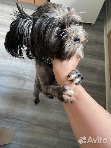 Потеряшка в добрые руки. Русская цветная болонка