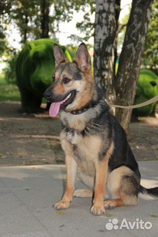 Собака из приюта ждет семью