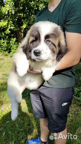 Кобель Московской Сторжевой