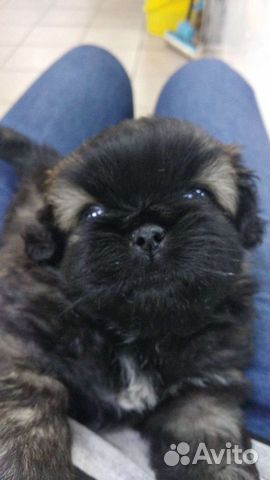 Пекинес