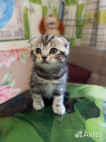 Шотландские котята