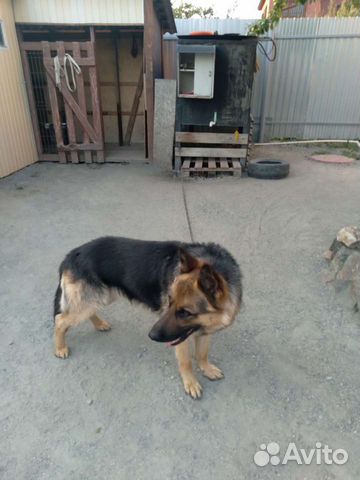 Щенок немецкой овчарки