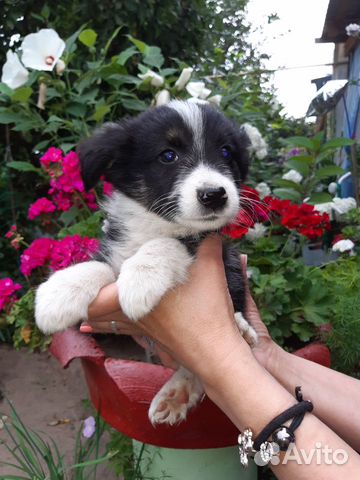 Щенок 1,5 месяца в добрые руки