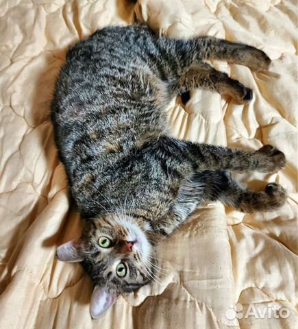 Котик Клаус