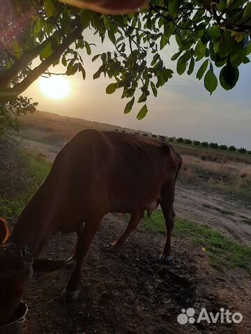 Продам корову