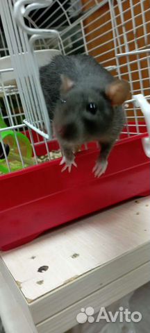 Декоративная крыса