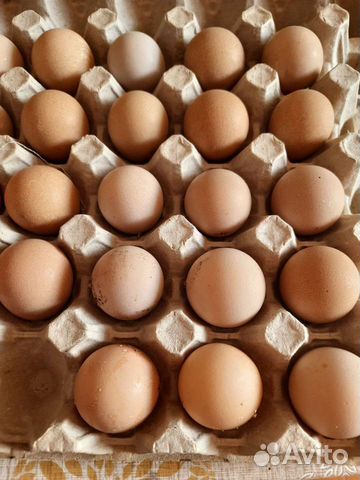 Инкубационное яйцо цесарок