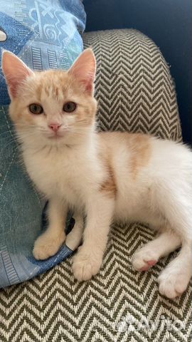 Маленький зайчик хочет домой