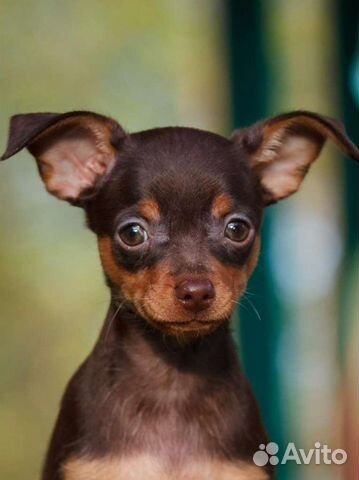 Той-терьер щенки