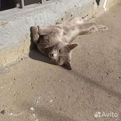 Кот Шон ищет любящую семью