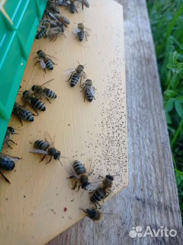 Пчелы для апитерапии
