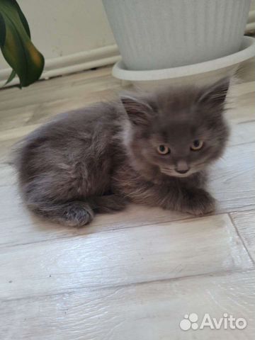 Отдам в добрые руки котика