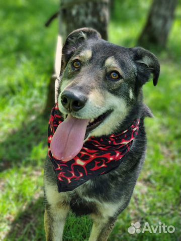 Будет защитником и лучшим другом