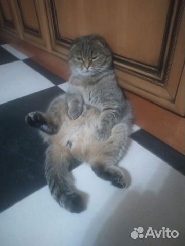 Потерялась кошка
