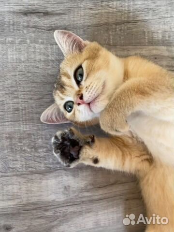 Котята