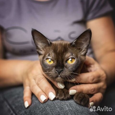 Бурманская кошечка
