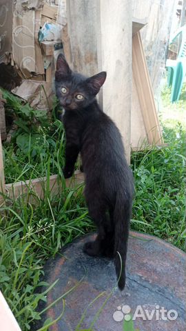 Котенок бездомный черный