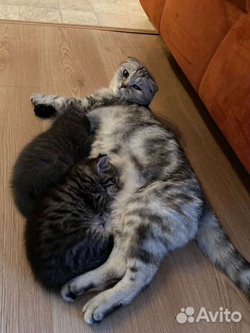 Шотландские котята
