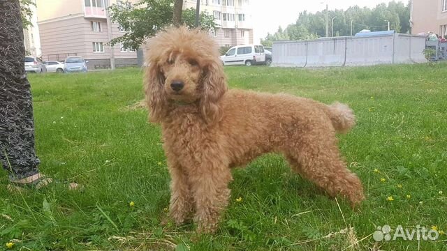 Пудель в добрые руки