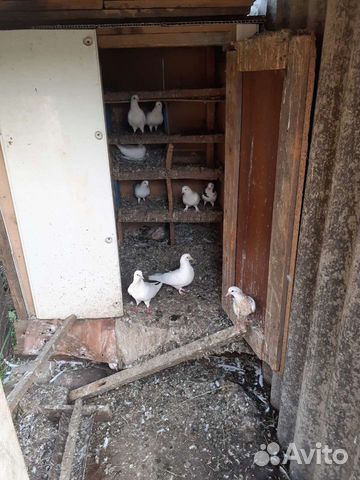 Голуби Бойные