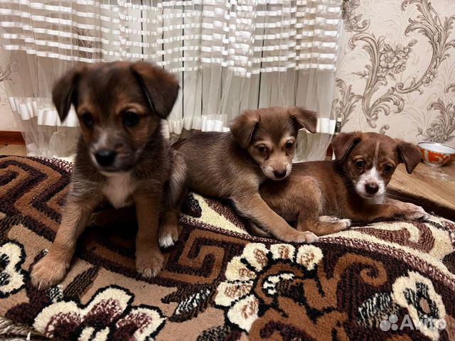 Щенки бесплатно