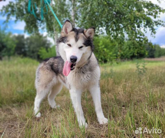 Аляскинский маламут Ария ищет дом