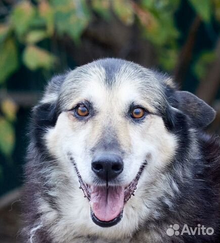 Дикки ждет своего человека