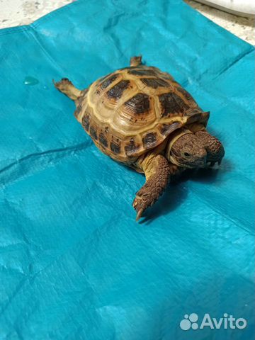 Черепаха сухопутная