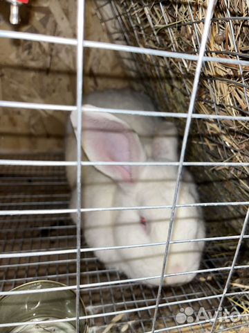 Продам крольчиху и крола