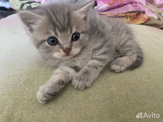 Котенок британский