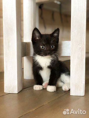 Котенок