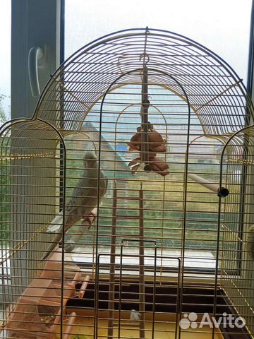 Попугай корелла с клеткой