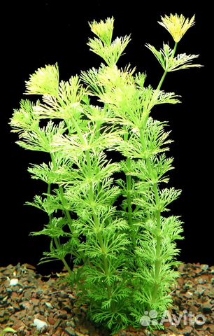 Лимнофила и другие растения