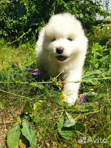 Щенки самоеда