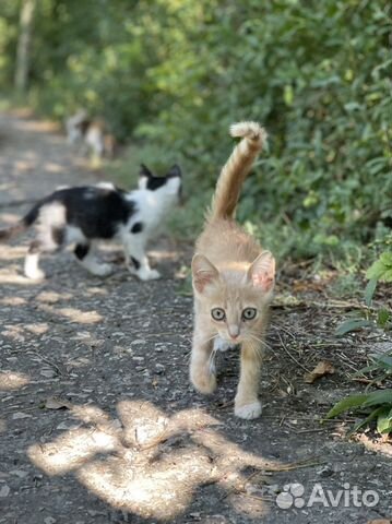 Котята в добрые руки