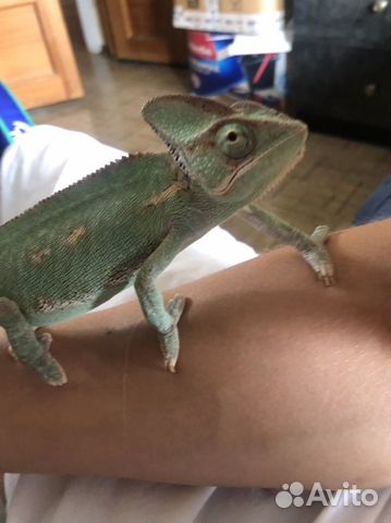 Йеменский хамелеон с террариумом