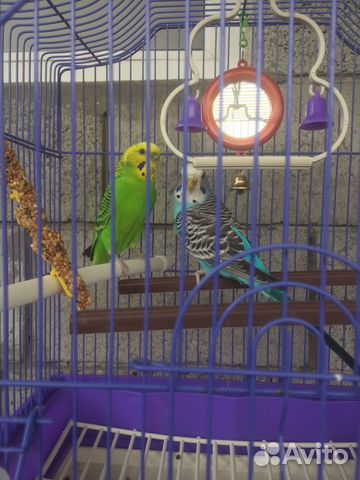 Попугаи в добрые руки