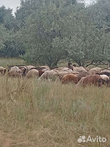 Овцы и бараны