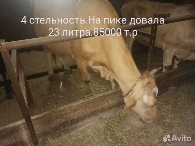 Коровы дойные